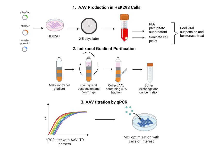 Viral Vectors 101: Producing Your rAAV