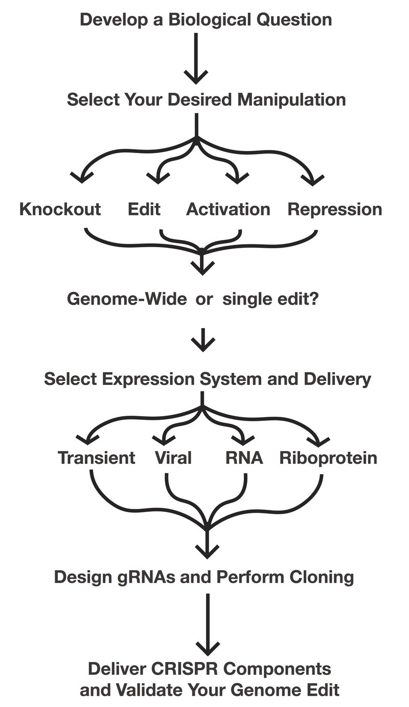 Components of CRISPR/Cas9