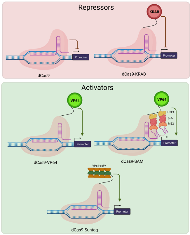 Plasmids 101: The protein expression toolbox