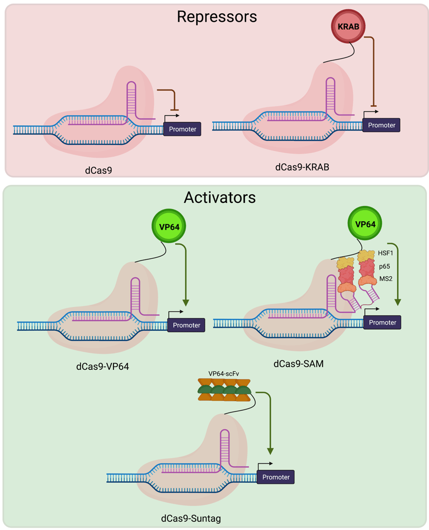 CRISPR 101: Which Cas9 Do I Choose for My CRISPR Experiment?