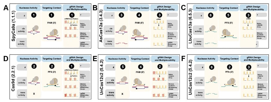 CasPEDIA: A Functional Classification of Cas Enzymes