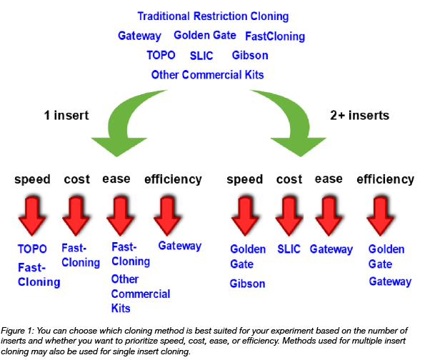 Plasmids 101: 5 factors to help you choose the right cloning method
