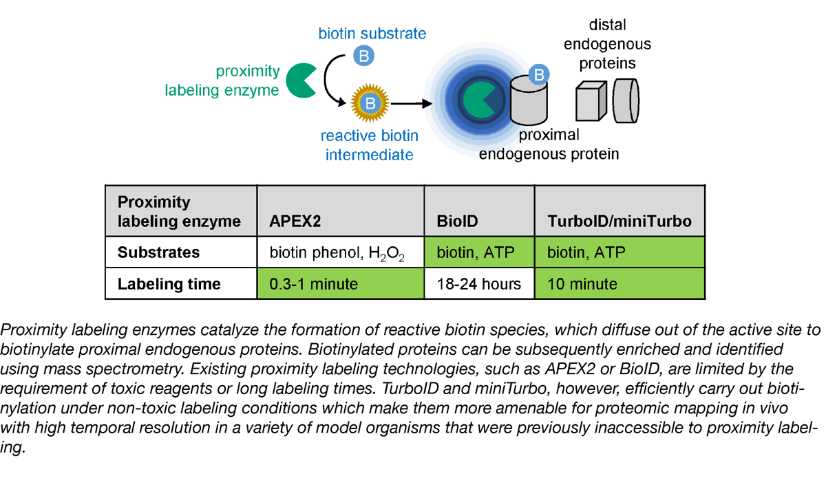 Hot Plasmids December 2018 - C. elegans RNAi, TurboID, Detecting Viral ...
