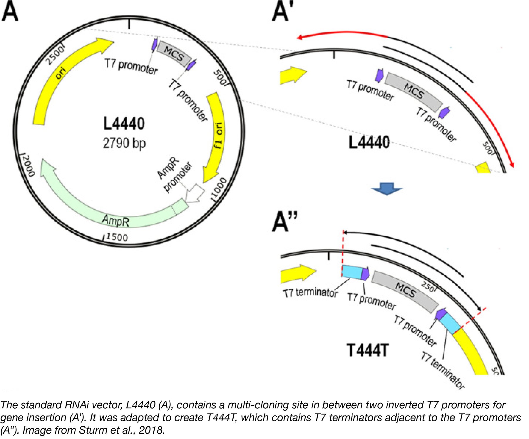 Hot Plasmids December 2018 - C. elegans RNAi, TurboID, Detecting Viral ...