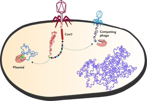 Hot Plasmids and Viral Preps - January 2021