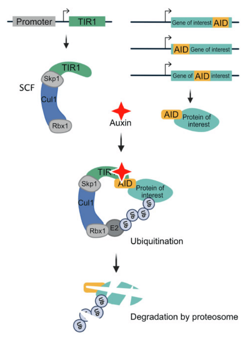 Hot Plasmids and Viral Preps - March 2021