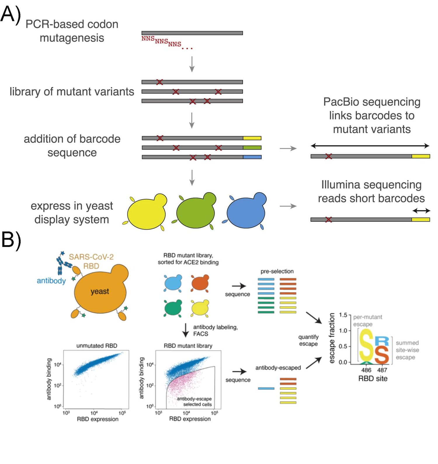 Hot Plasmids and Viral Preps - May 2021