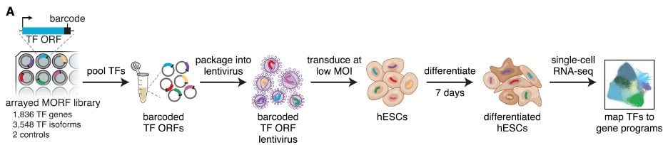 Multiplexed Overexpression of Regulatory Factors (MORF) collection