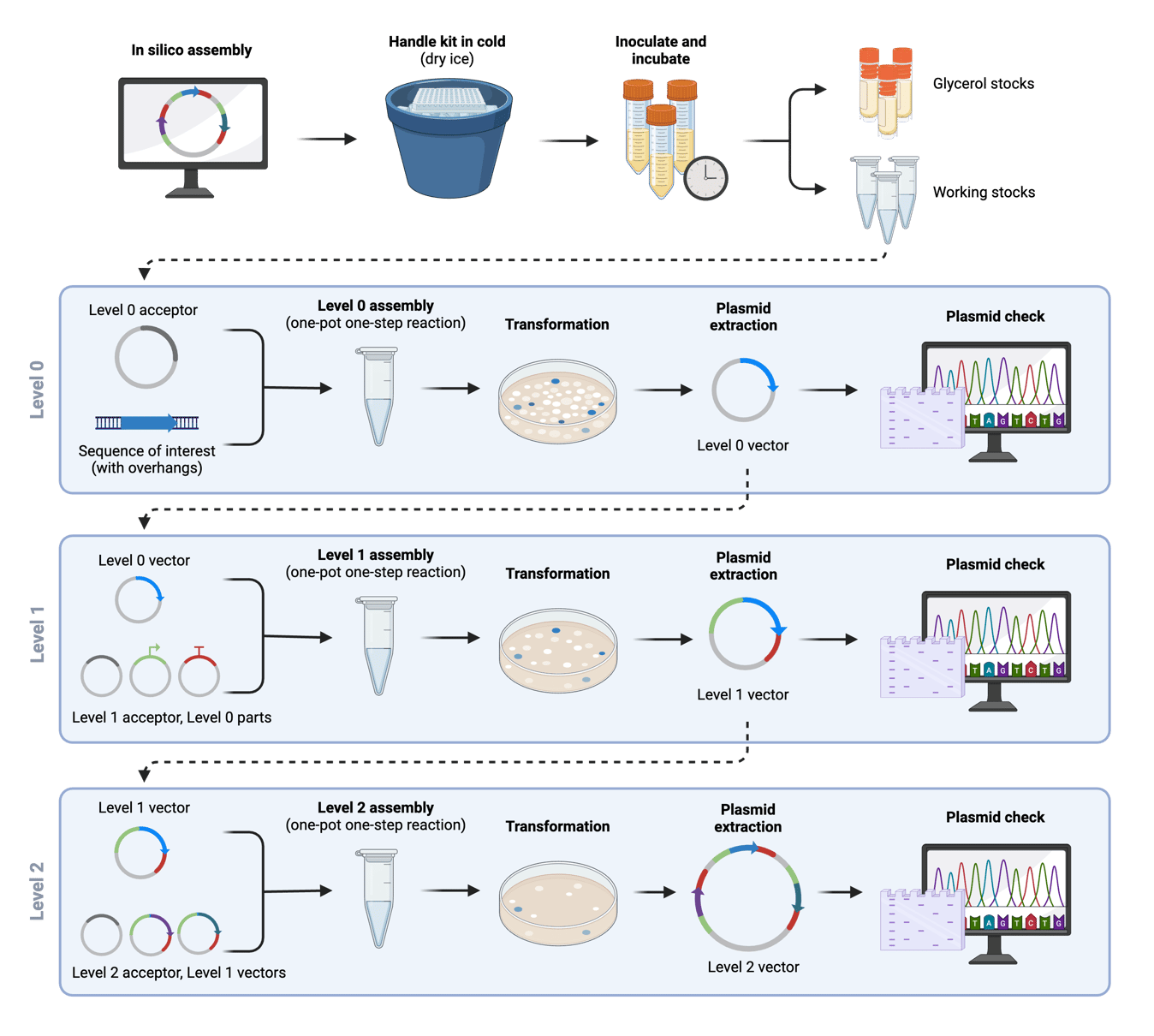 Tips and Tricks for Using Golden Gate Modular Cloning (MoClo)