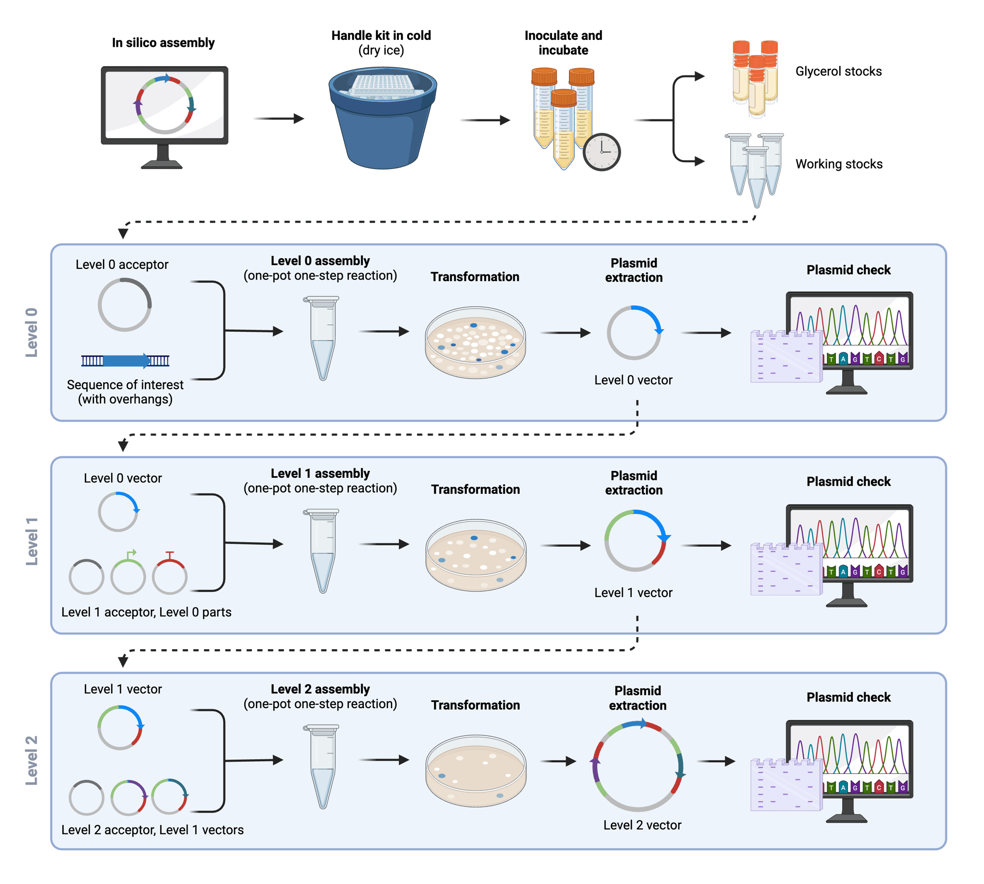 Tips and Tricks for Using Golden Gate Modular Cloning (MoClo)