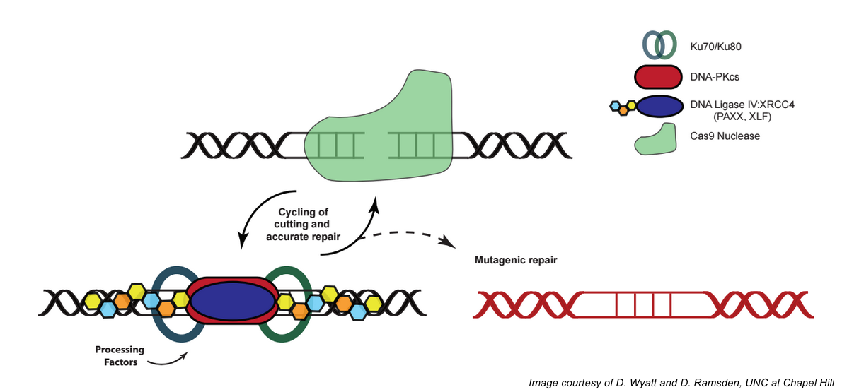 CRISPR 101: Non-Homologous End Joining CRISPR 101: Non-Homologous End Joining
