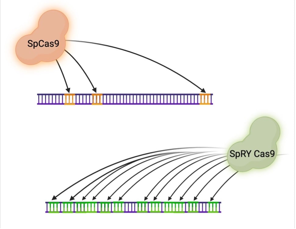 Progress Towards a PAM-Free CRISPR