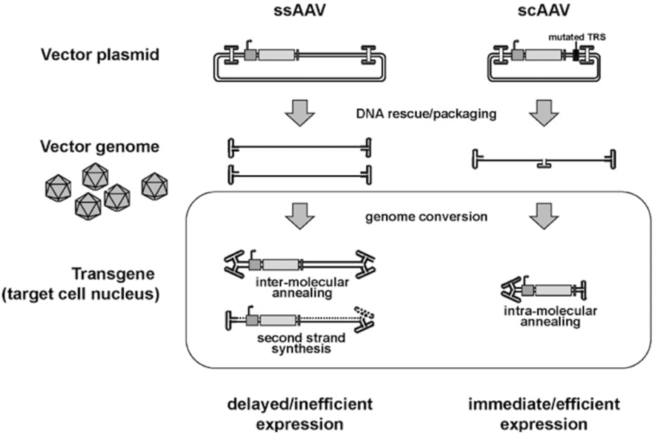 Viral Vectors 101: An Introduction to AAV
