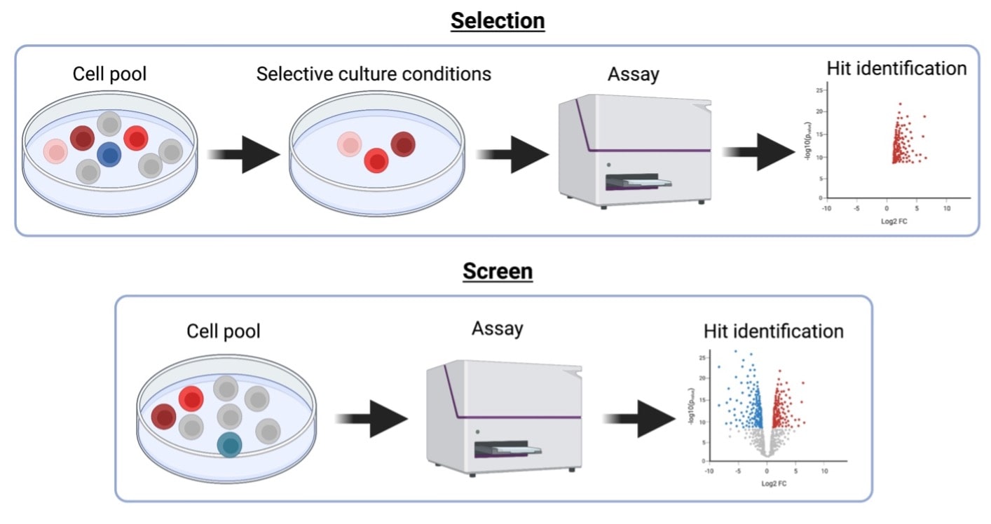 Plasmids 101 Screens Vs Selections