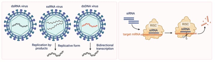 All in a Twist: dsRNA