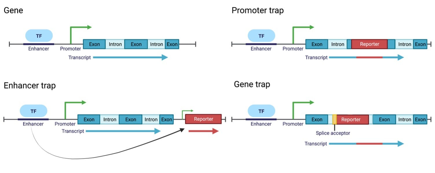 Plasmids 101: Gene, enhancer, and promoter trapping