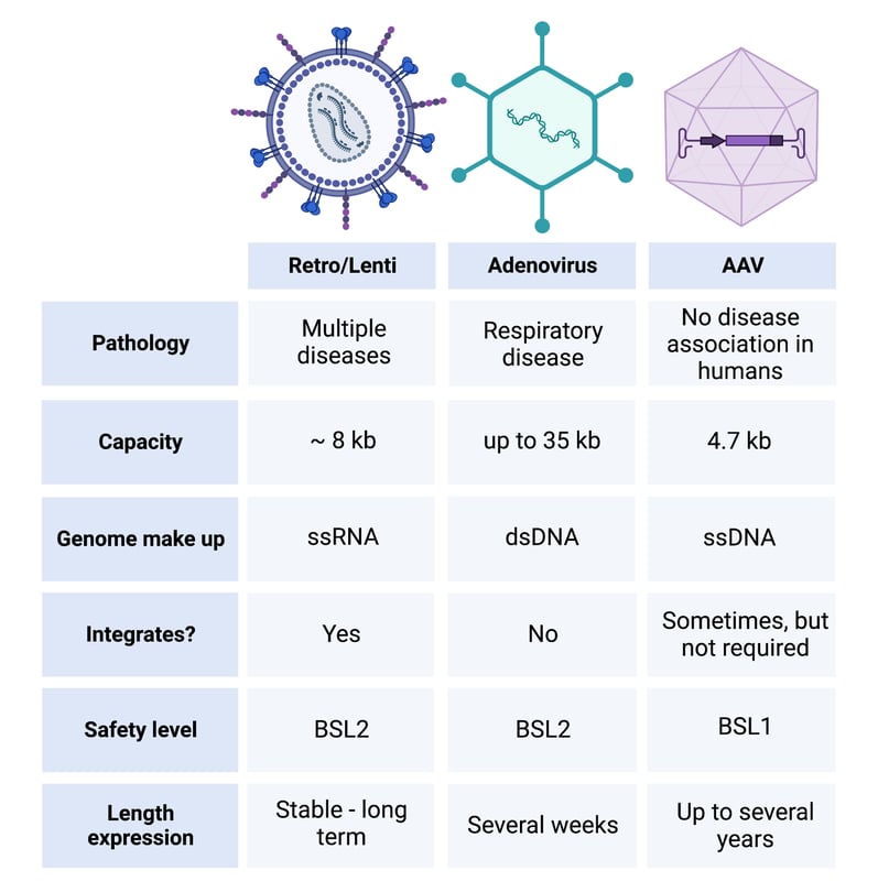 Viral Vectors 101: Types of viruses