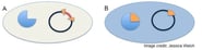 Plasmids 101: Blue-white Screening