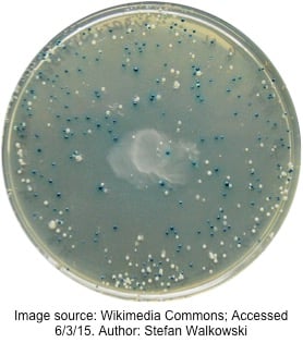 Plasmids 101: Blue-white Screening