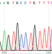 6 Tips for Analyzing and Troubleshooting Sanger Sequencing Results