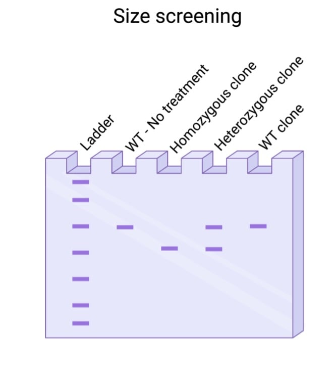 CRISPR 101: Validating Your Genome Edit