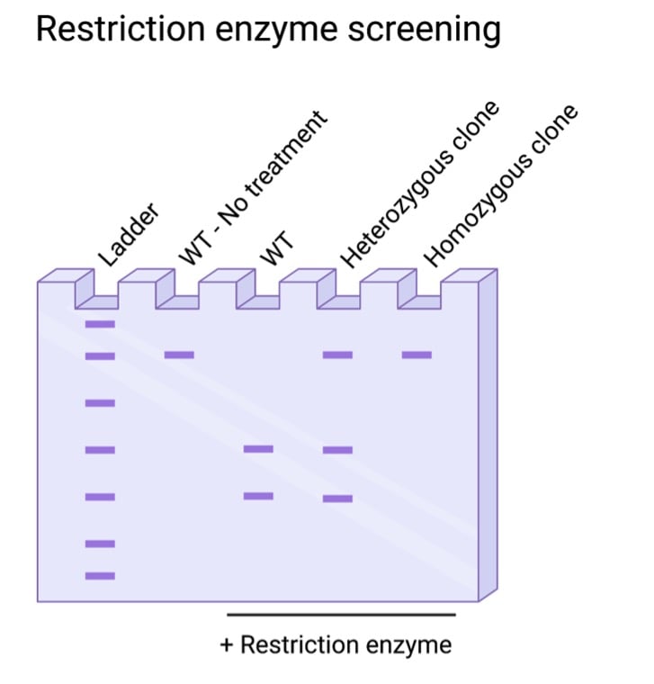 CRISPR 101: Validating Your Genome Edit
