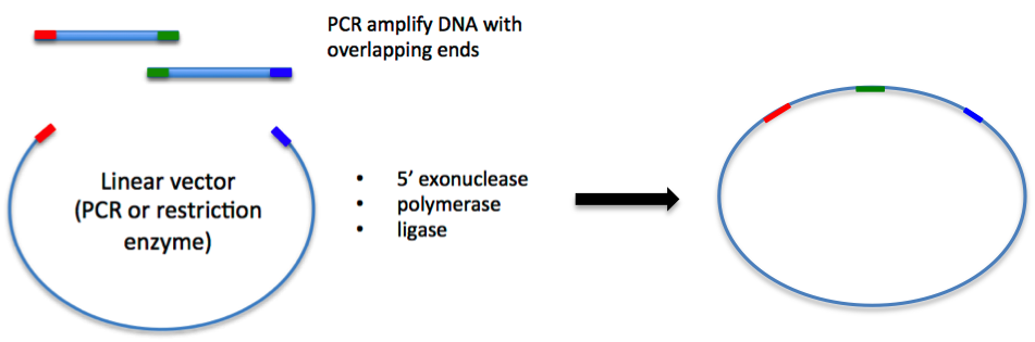 Plasmids 101: Gibson Assembly and Other Long-Homology Based Cloning Methods