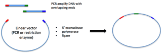 Plasmids 101: Gibson Assembly and Other Long-Homology Based Cloning Methods