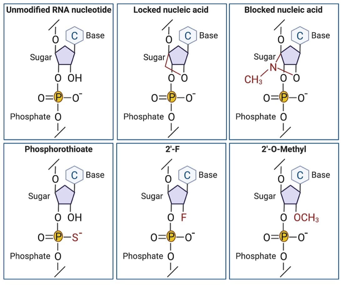 Giving gRNAs a Facelift - Synthetic and Beyond