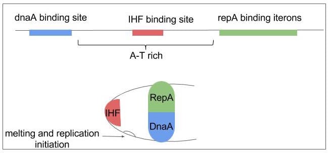 Plasmids 101: Stringent Regulation of Replication
