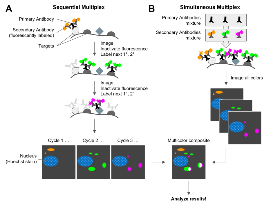 Antibodies 101: Multiplex Immunofluorescence