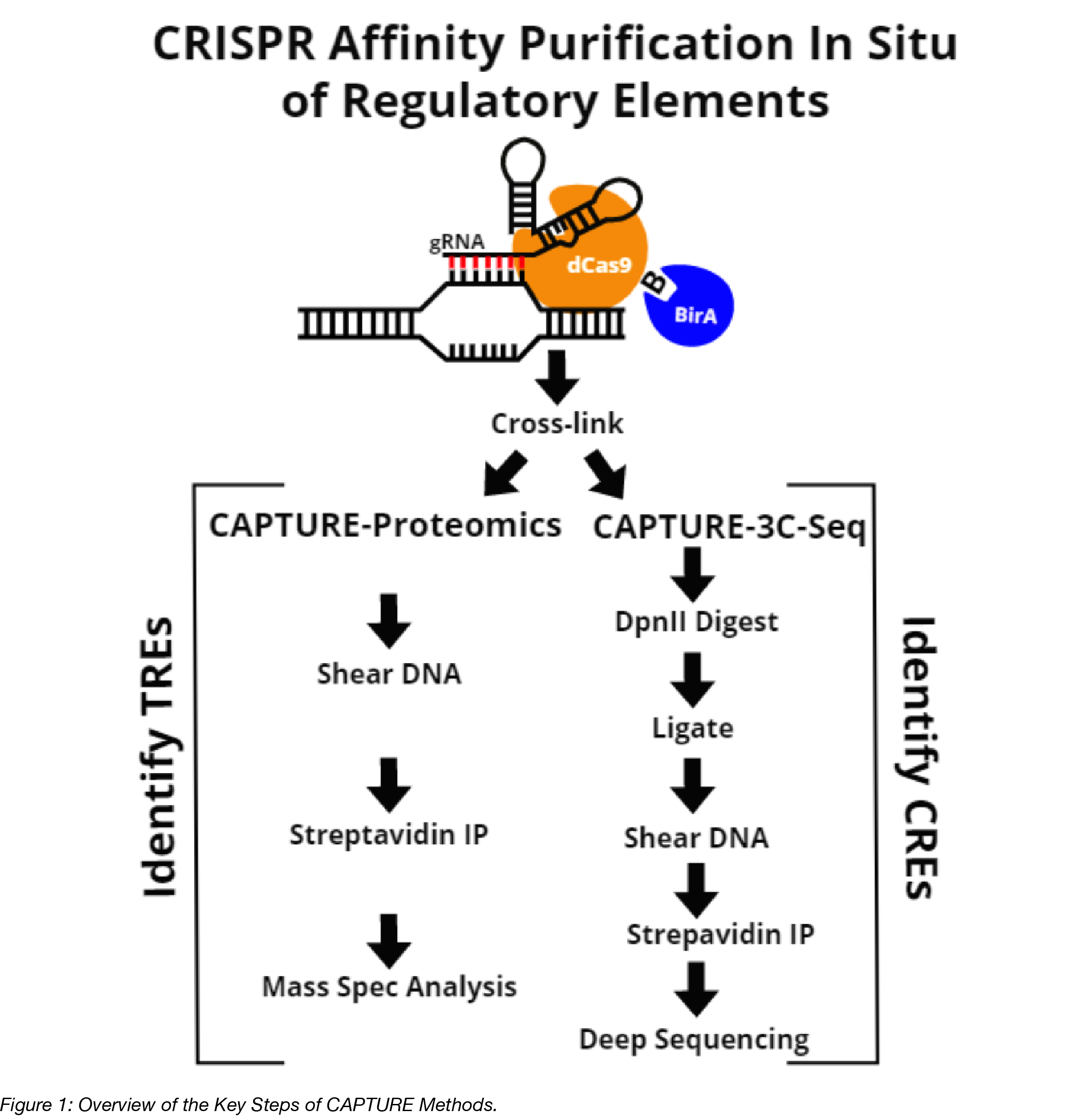 CAPTURE-ing Chromatin Interactions: Using CRISPR-dCas9 to Study Gene ...