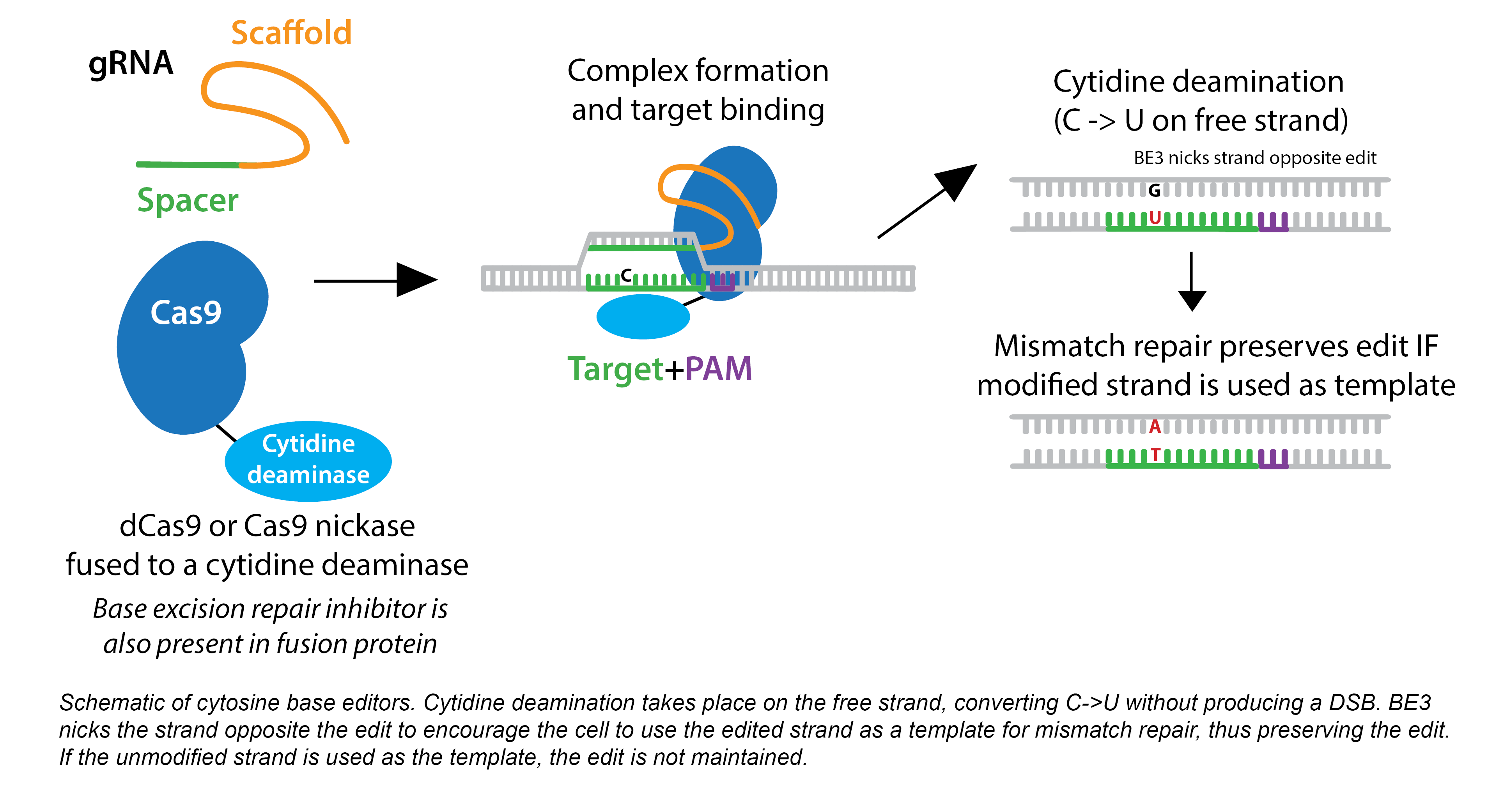 Single Base Editing with CRISPR