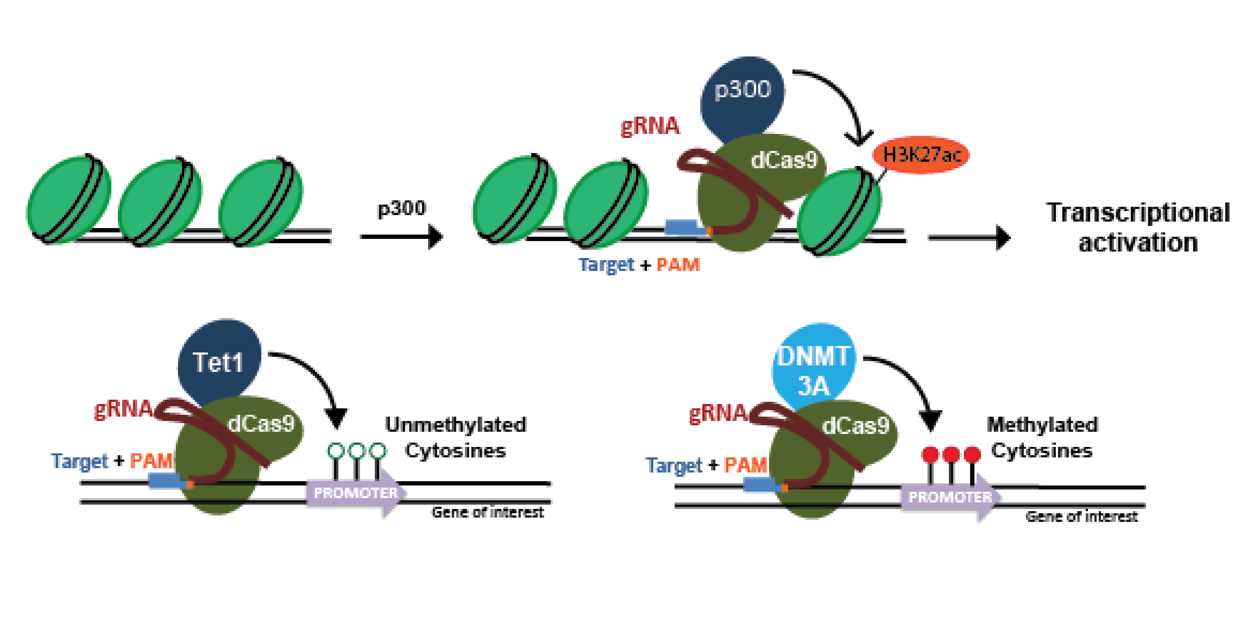 CRISPR 101: Epigenetics and Editing the Epigenome