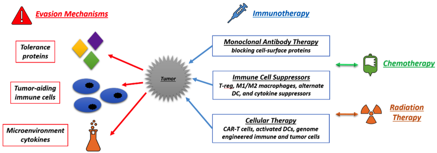 Cancer and the Immune System: Deciphering the Relationship