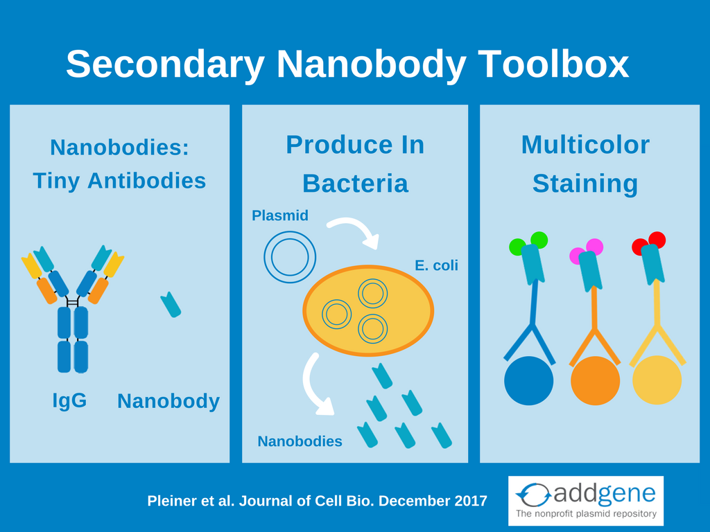 Plasmids 101: Secondary Nanobody Toolbox